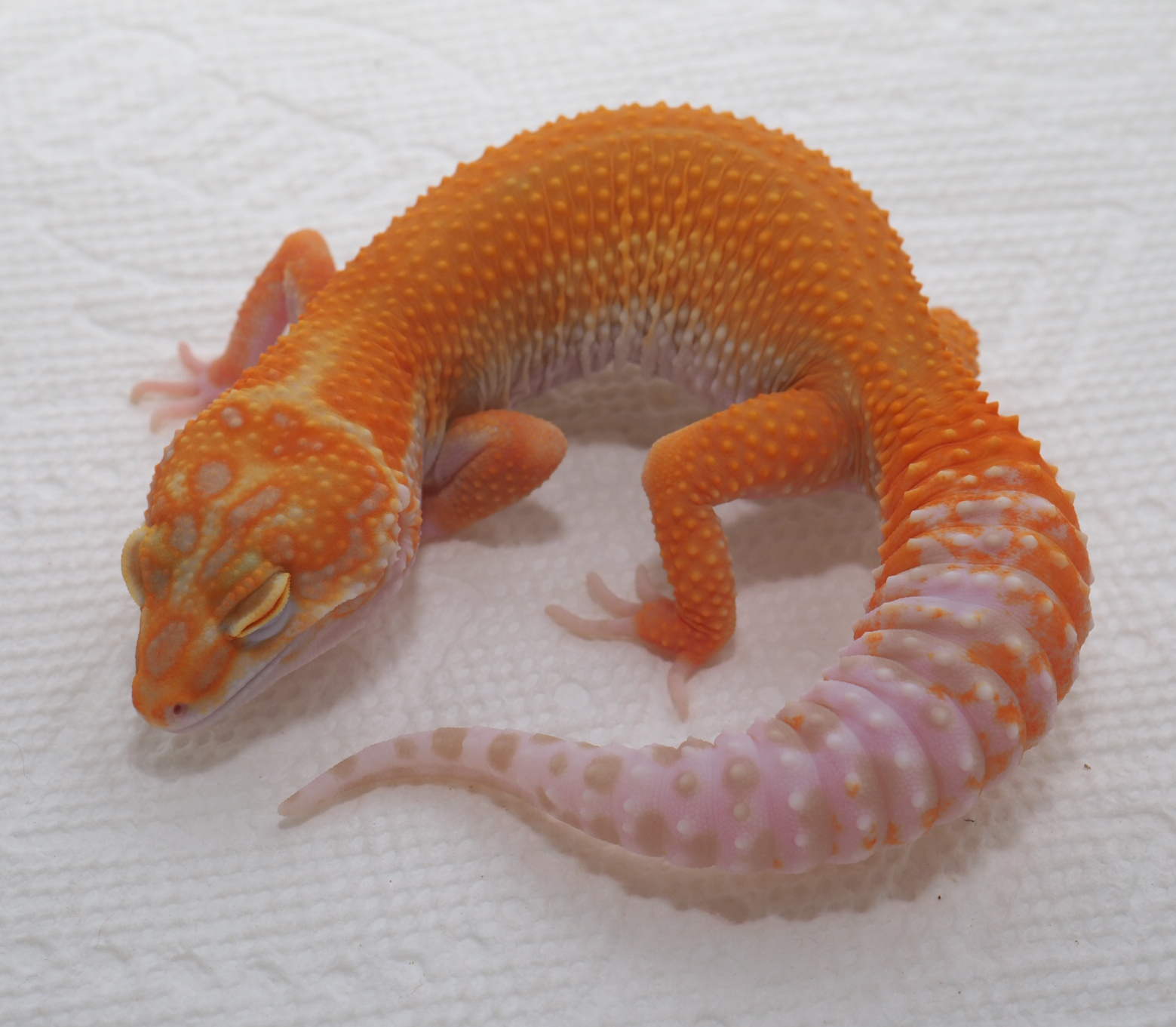 Reptile News